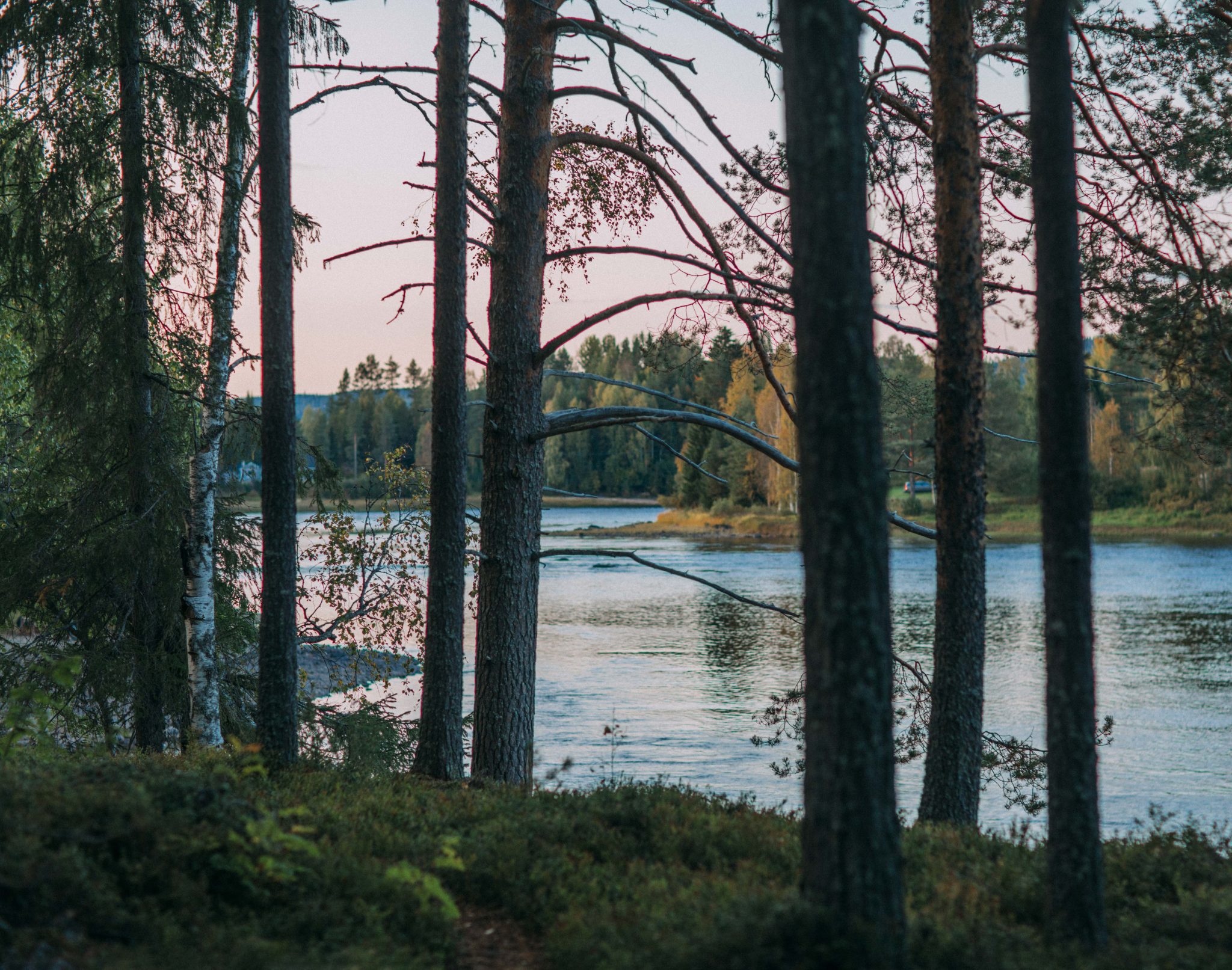Vild och vacker - Claras vardag - UnderbaraClara
